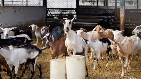 Livestock Management on a Large American Ranch - MUNBYN® Scan